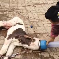 China Calf Respirator Calf Breathing Pump for sale