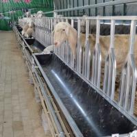 China Dump Feeding Trough for sale