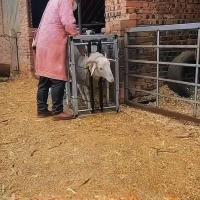 China Sheep Vaccination Frame for sale