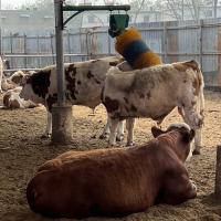 China Automatic Swing Electric Cow Body Brush for sale