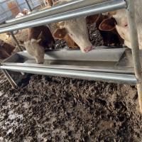 China Anti-Freeze Heated Water Trough for sale