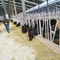 China Cow Headlock-Standard for sale
