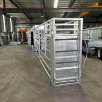 China Cattle Cow Weighing & Sorting System Hot Dip Galvanized Squeeze Chute for sale
