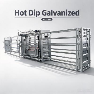 China Cattle Cow Weighing & Sorting System Hot Dip Galvanized Squeeze Chute for sale