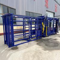 China Hydraulic Cattle Cow Weighing & Sorting System for sale