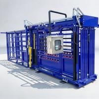 China Hydraulic Cattle Cow Weighing & Sorting System for sale