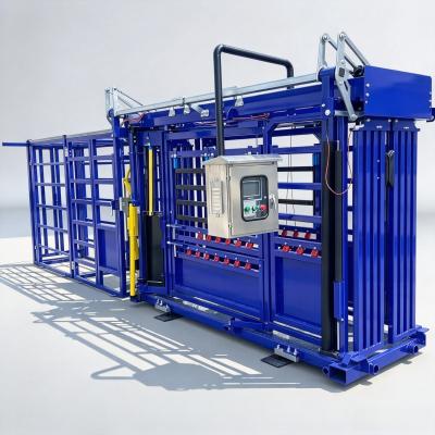 China Hydraulic Cattle Cow Weighing & Sorting System for sale