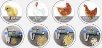 China 37KW 380V Adult Chicken Cow Feed Production Line 5TPH for sale