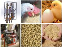 China 22kw 2TPH Chicken Feed Production Line Small Poultry Feed Making Machine for sale