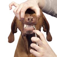 China Portable Pet Grooming Tools Cats Pet Dog Teeth Cleaning Pen 17cm Tartar Dental Calculus for sale
