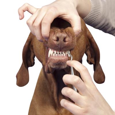 China Portable Pet Grooming Tools Cats Pet Dog Teeth Cleaning Pen 17cm Tartar Dental Calculus for sale