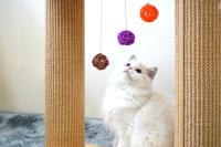 China Double Layer Solid Cat Scratch Board Tree 60*30*63cm for sale