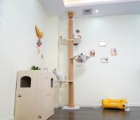 China Large Wooden Cat Climbing Tree Floor To Ceiling Playing House 82*40*87cm for sale