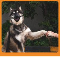 China Anti-misfeeding Durable Adjustable High quality Breathable Dog Muzzles Comfortable Dog Mouth Cover for sale
