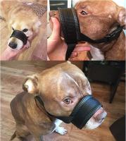 China Nylon Dog Muzzle Collar Leash Harness Set Soft Padded Dog Mouth Cover Anti Bite for sale