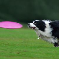 China Silica Gel Outdoor Dog Flying Disk Dog Fetch Training Toy for sale