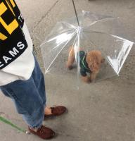 China Outdoor Small Clear Transparent Pet Dog Umbrellas For Dogs Rainproof for sale