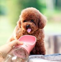 China 12-20OZ Drink Cup portable Foldable Dog Water Bottle For Walking for sale