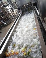 China Kernel Blanching Nuts Processing Machine Walnut Cashew Nut Peeling Machine for sale