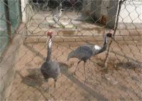 China Pliability 7x7 Stainless Steel Aviary Mesh SUS316 Stainless Steel Cable Net for sale