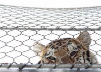 China Outdoor SS304 Stainless Steel Aviary Mesh 7x7 Webnet High Temperature Resistance for sale