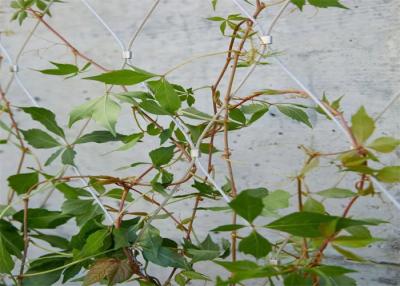 China 2mm Metal Wire Rope Mesh SUS316l 100x100mm Wire Mesh For Growing Vines for sale