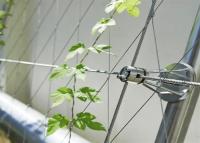 China Potato Grapes Trellis  Metal Mesh For Climbing Plants 1.5mm Ferruled Type for sale