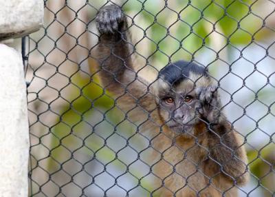 China AISI304  AISI316L Animal Enclosure Mesh Zoo Aviary Netting  25x25mm for sale