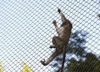 China Ss304 Flexible Zoo Netting 150x150mm Webnet Stainless Steel Mesh For Monkey Cage for sale