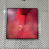 China 948×948 Square All-in-One Digital Signage with Android 11, 178° Viewing Angle and 100-240V AC Power for sale