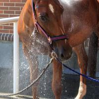 China Rubber SBR Floor Horse Trailer Mats 4ft X 6ft X 17mm Non Slip For Horse Shower for sale