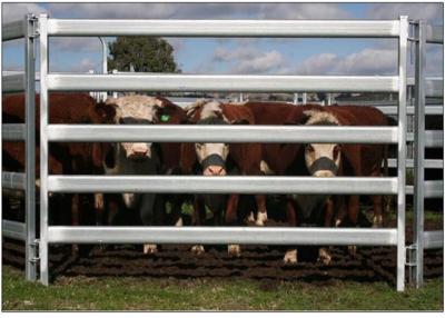 China 30*60*1.6mm Oval Pipe economic Full Welded Used Horse Corral Panels For Farm for sale