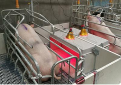 China baby pig used nursery weaning crate weaning fence for piglets for sale