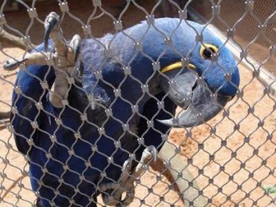 China Stainless Steel Parrots Enclosure Mesh for sale