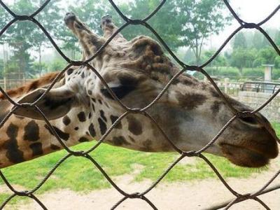 China Stainless Steel Wire Rope Deer Enclosure Mesh for sale