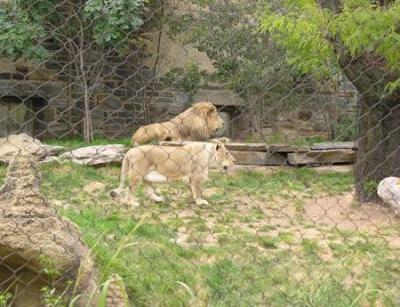 China Stainless Steel Lion Enclosure Wire Rope Mesh-lion wire mesh for sale