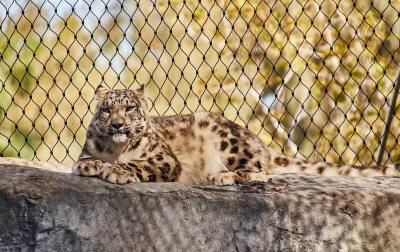 China stainless steel wire rope mesh tiger fencing for sale