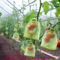 China Fruit Protection Bags, Fruit Bags For Fruit Trees, Green Netting Fruit Cover Bags Drawstring Mesh Fruit Protectors Pest Barrier For Fruit Trees Veggies Garden for sale