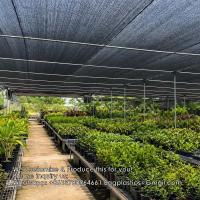 China Dark Green Shade Net Shade Cloth For Plants Shading Netting For Patios Shade Netting For Plants Knitted Wire Plastic Mesh Agricultural Shade Netting Shade Net Exporters for sale