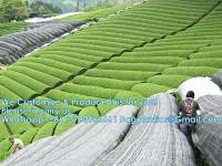 China Knitted Wire Plastic Mesh Agricultural Shade Netting Shade Net Exporters Shade Net Suppliers Shade Net For Backyard Vegetable Garden Shade Cloth for sale