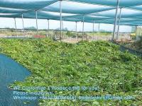 China Agricultural Uv Protection Dark Green Lightweight Shading Net 80GSM 2 Needles Green HDPE Tape Shade Net Farm Shade Net Uv Protected 90% Agricultural Shade Mesh for sale
