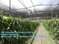China Agricultural Uv Protection Dark Green Lightweight Shading Net 80GSM 2 Needles Green HDPE Tape Shade Net Farm Shade Net Uv Protected 90% Agricultural Shade Mesh for sale