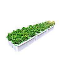 China BST BST-T06 Custom Shape ABS Micro Green Germination Tray Nursery Greenhouse Seedling Hydroponic Garden Outdoor Durable UV for sale