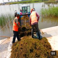 China Aquatic Weed Harvester 10 KG Capacity 1 m Dredging Depth 50 cm Draught for Efficient Water Plant Removal for sale