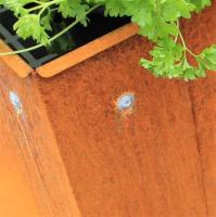 China Solid Metallic Garden Corten Steel Raised Beds And Shelf Outdoor for sale