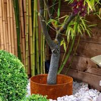 China 2mm Thickness Corten Steel Landscape Tree Ring With Folded Top Edge for sale