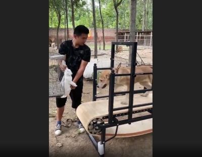 China Customized  logo Dog Treadmill for  large dogs Dog Treadmill Running Walking Machine Pets for sale