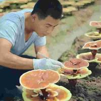 China Whole Part Dried Ganoderma Lucidum Mushroom Polysaccharides Nontoxic for sale