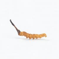 China Anti Fatigue Mushroom Raw Material Cordyceps Sinensis Mushroom Mycelium Powder for sale