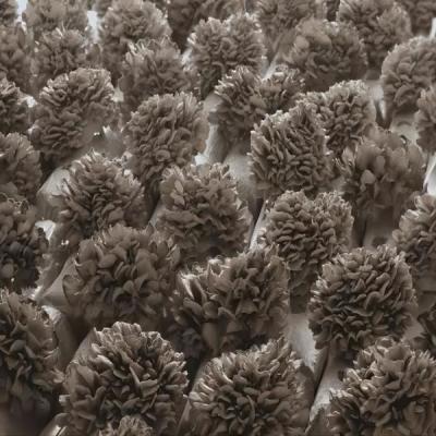 China Grifola Frondosa Organic Maitake Mushroom Powder For Enhancing Immunity for sale